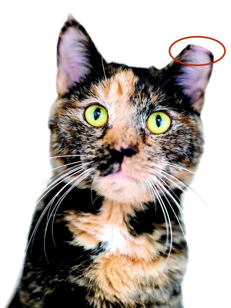 Community Cats – Animal Care Services